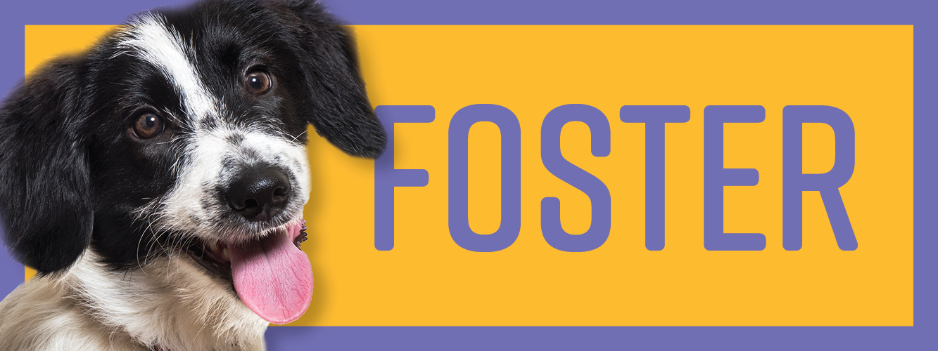 AWLQ Animal Rehoming Centre - Animal Welfare 21 Shelter Rd, Coombabah ...