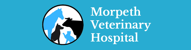 Morpeth Veterinary Hospital - Vet - 105 Swan St - Morpeth