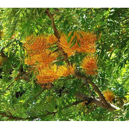 Australian Native Farm Forestry - Nursery & Garden Supplies Wholesale ...