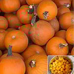 Happy Valley Seeds - Seed Suppliers Arndell Park | Yellow Pages®