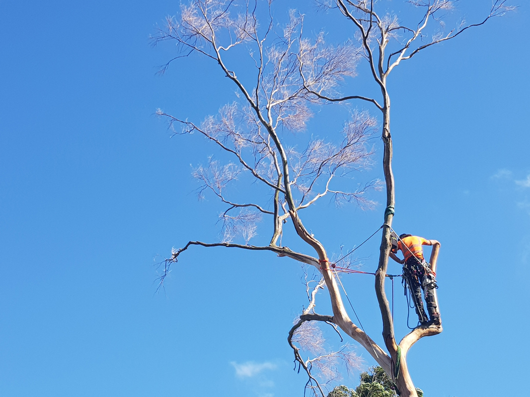 Ninja Tree Services - Tree & Stump Removal Services - Gateshead