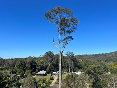 CPM Trees - Tree & Stump Removal Services Maroochy River | Yellow Pages®