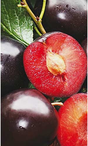 Tasmanian Fruit Tree Growers - Nursery & Garden Supplies Wholesale - Hobart