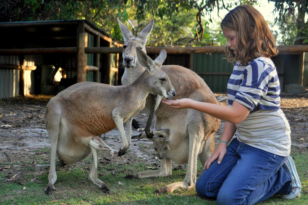 Caversham Wildlife Park - Tourist Attractions & Information - Whiteman ...
