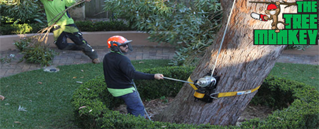 The Tree Monkey - Tree & Stump Removal Services - Terrigal