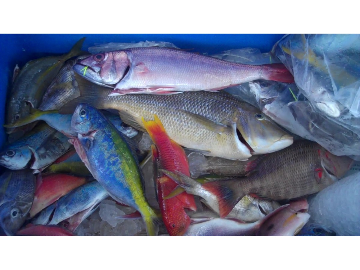 Top Catch Charters - Fishing Trips Mooloolaba | Yellow Pages®