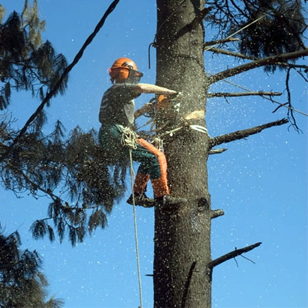 Livingstone Safe Tree - Tree & Stump Removal Services - Newlands Arm