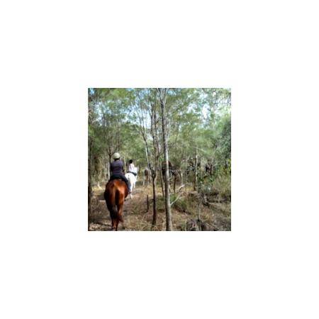 Nel's Horse Riding School - Horse Riding - 185 Alfred Rd - Stockleigh