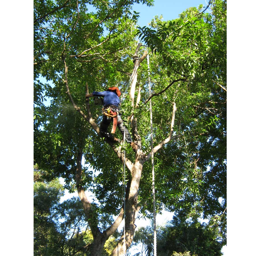 The Tree Doctor - Tree Surgery - 8 Goodenia St - Everton Hills