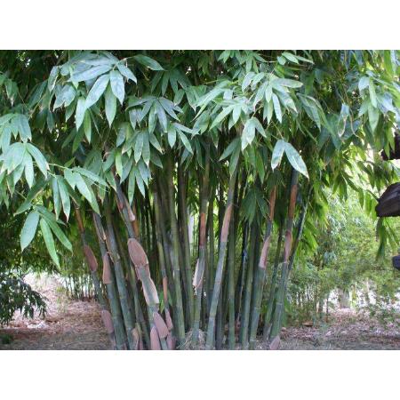 Red Cloud Bamboo - Nursery & Garden Supplies Wholesale Heatherton ...