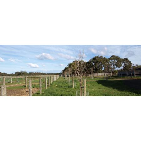 Wallington Park Equestrian Centre - Horse Riding 1625 Bellarine Hwy ...