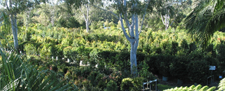Logan River Tree Farm Pty Ltd - Garden Nurseries 59 Chapman Dr ...